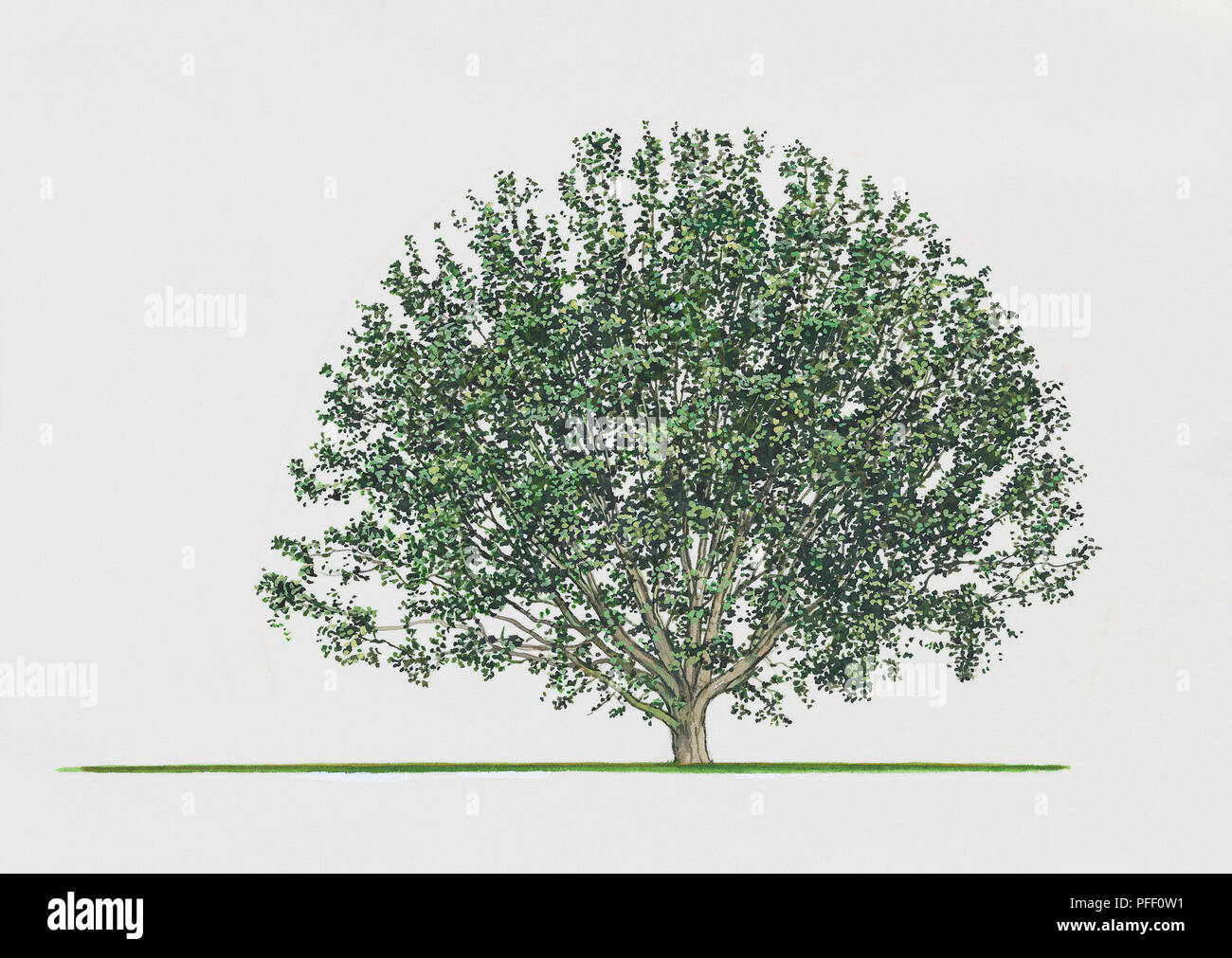Illustration of Quercus alnifolia (Golden oak of Cyprus Stock Photo - Alamy
