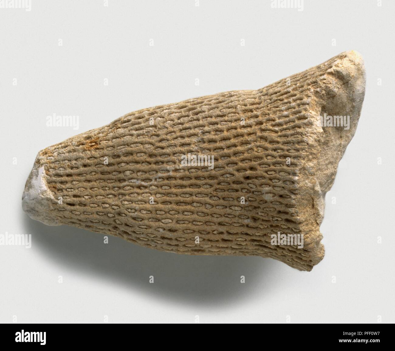 Fossil sponge hi-res stock photography and images - Alamy