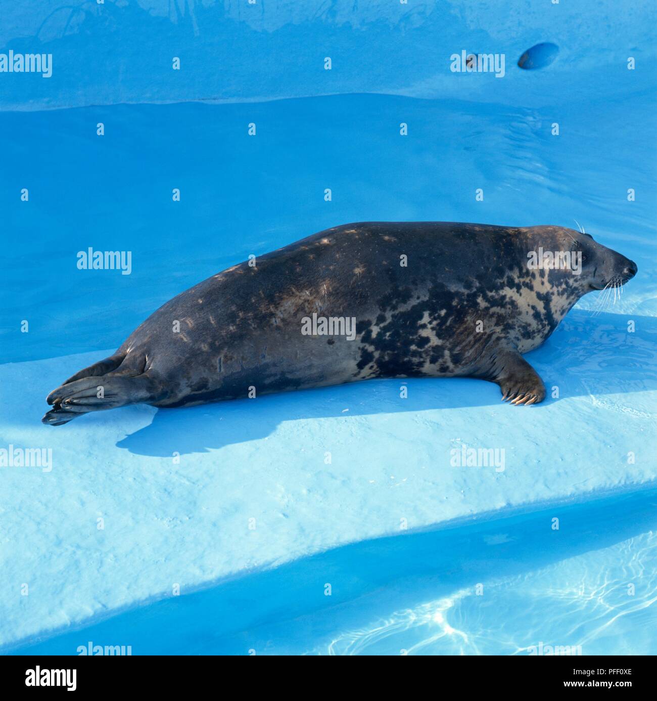 Seal, side view Stock Photo - Alamy