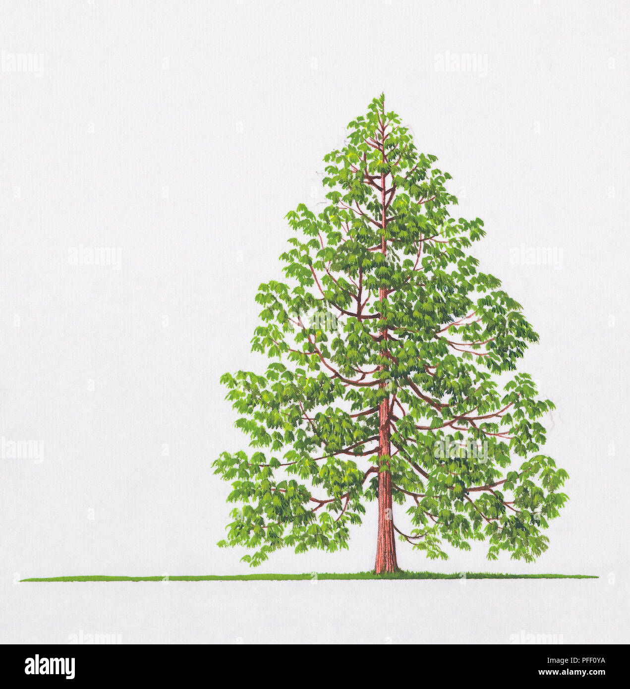 Illustration of Thuja standishii (Japanese Thuja Stock Photo - Alamy