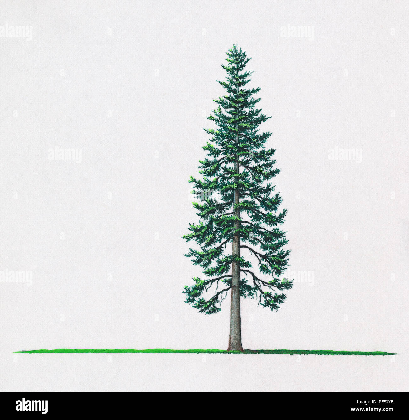 Illustration of Abies forrestii (Forrest's Fir Stock Photo - Alamy