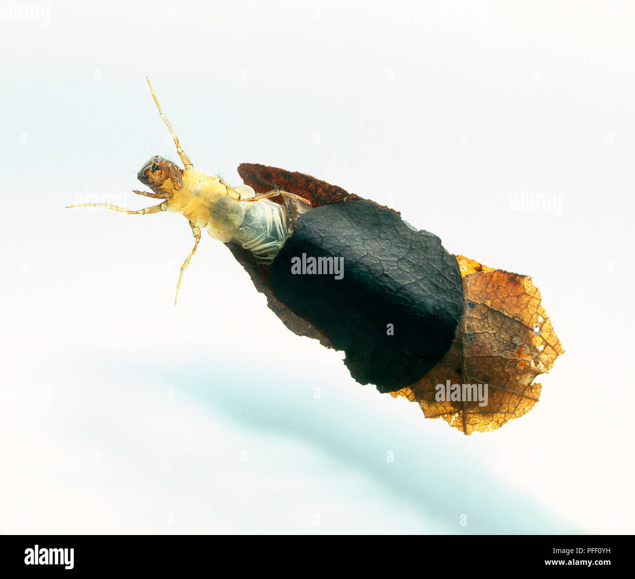 Caddis fly larva hi-res stock photography and images - Alamy
