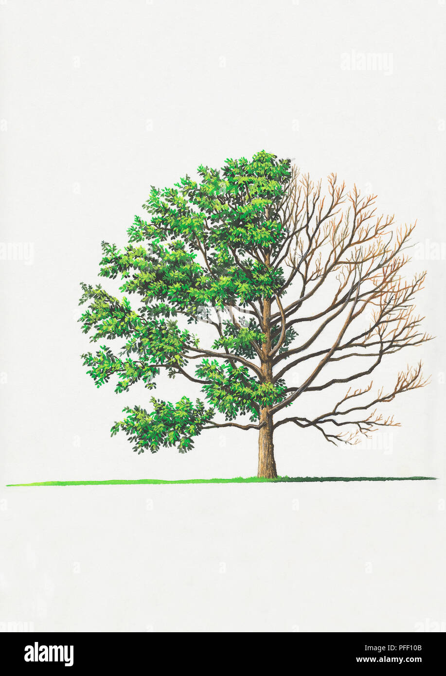 Illustration of Epaulette Tree (Pterostyrax hispida), one half covered ...