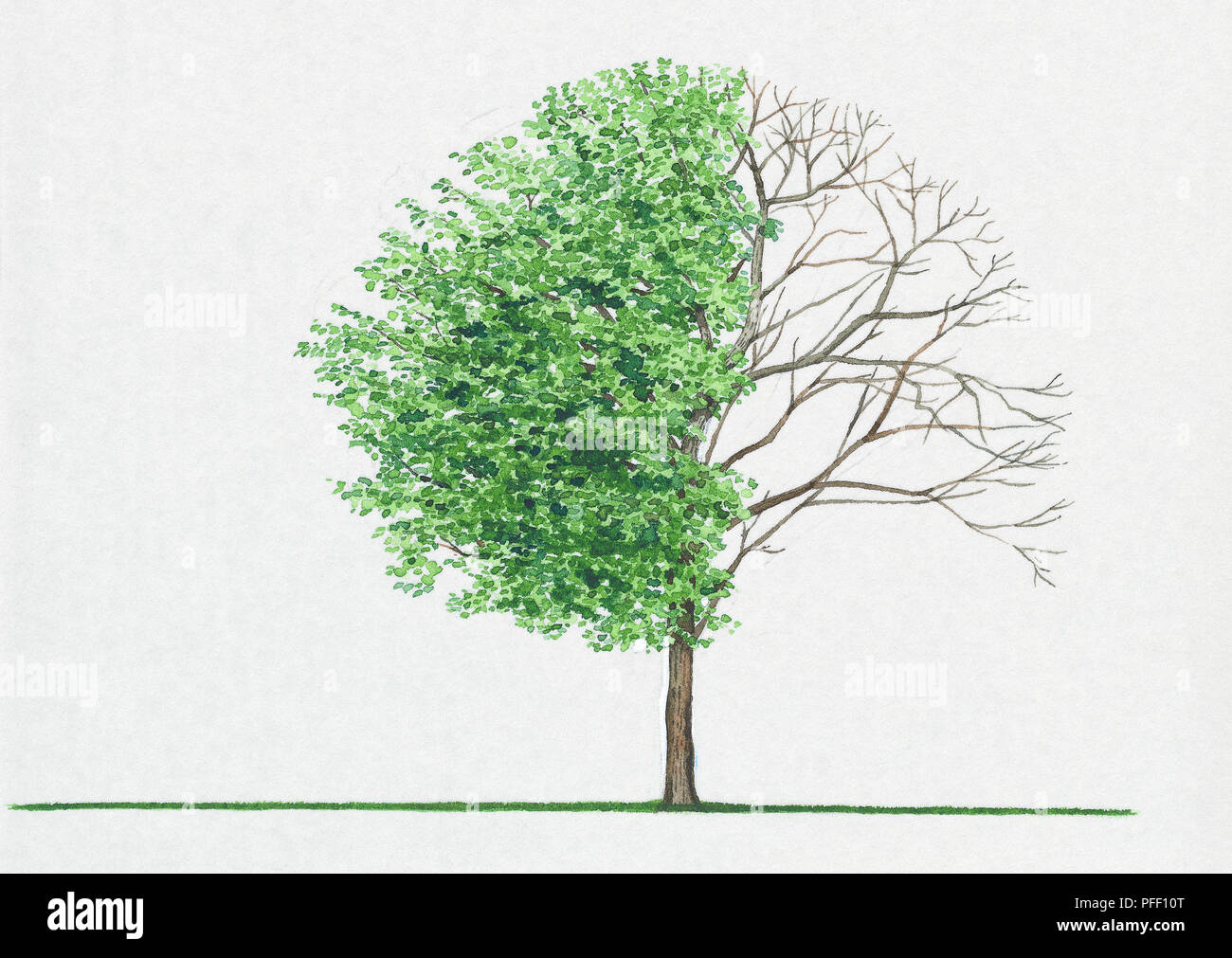 Illustration of Amelanchier arborea (Downy Serviceberry or Common ...