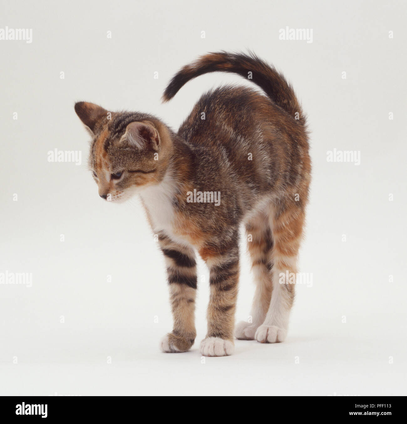 A grey/brown kitten flexing it's back Stock Photo - Alamy