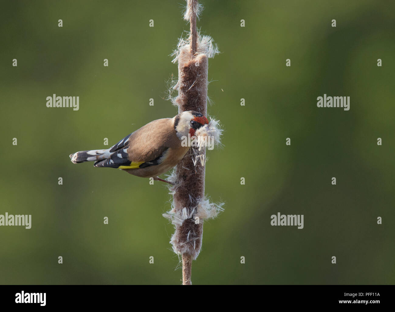 Eurasian goldfinch nest hi-res stock photography and images - Alamy