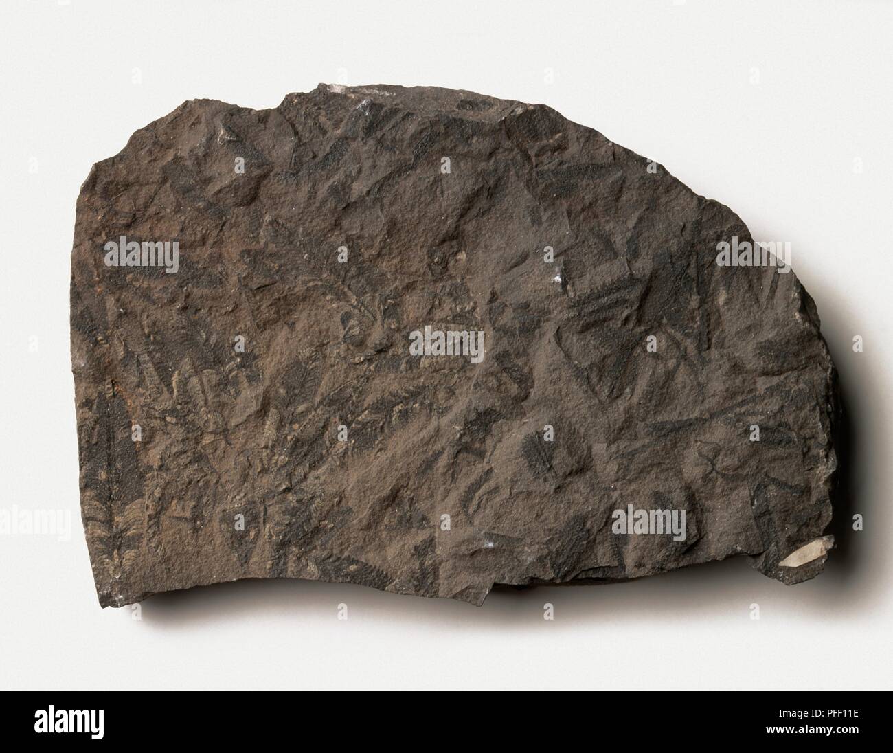 Phyllograptus (Graptolite) fossil, early to mid Ordovician era Stock ...