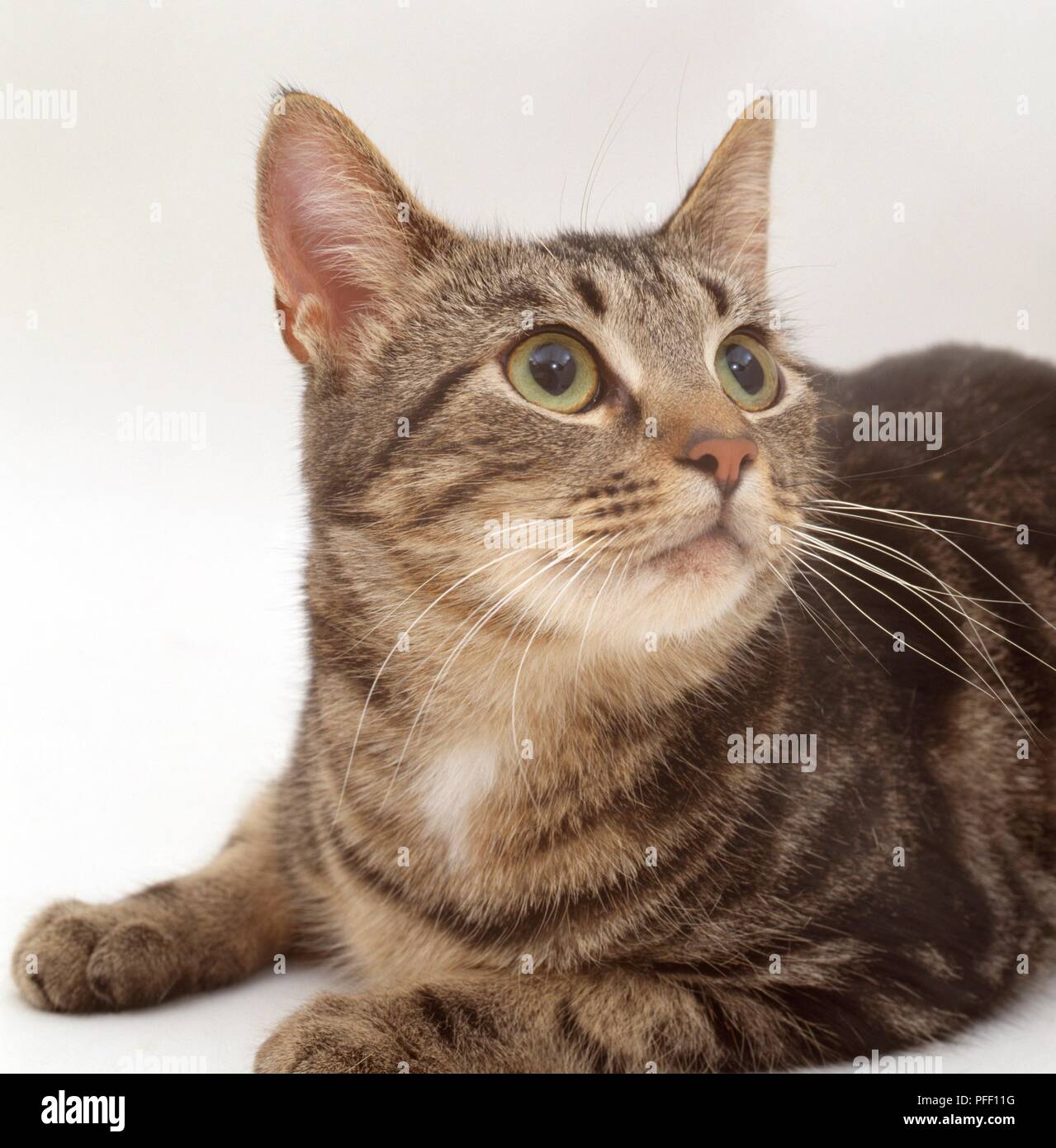 Alert tabby cat looking up Stock Photo - Alamy