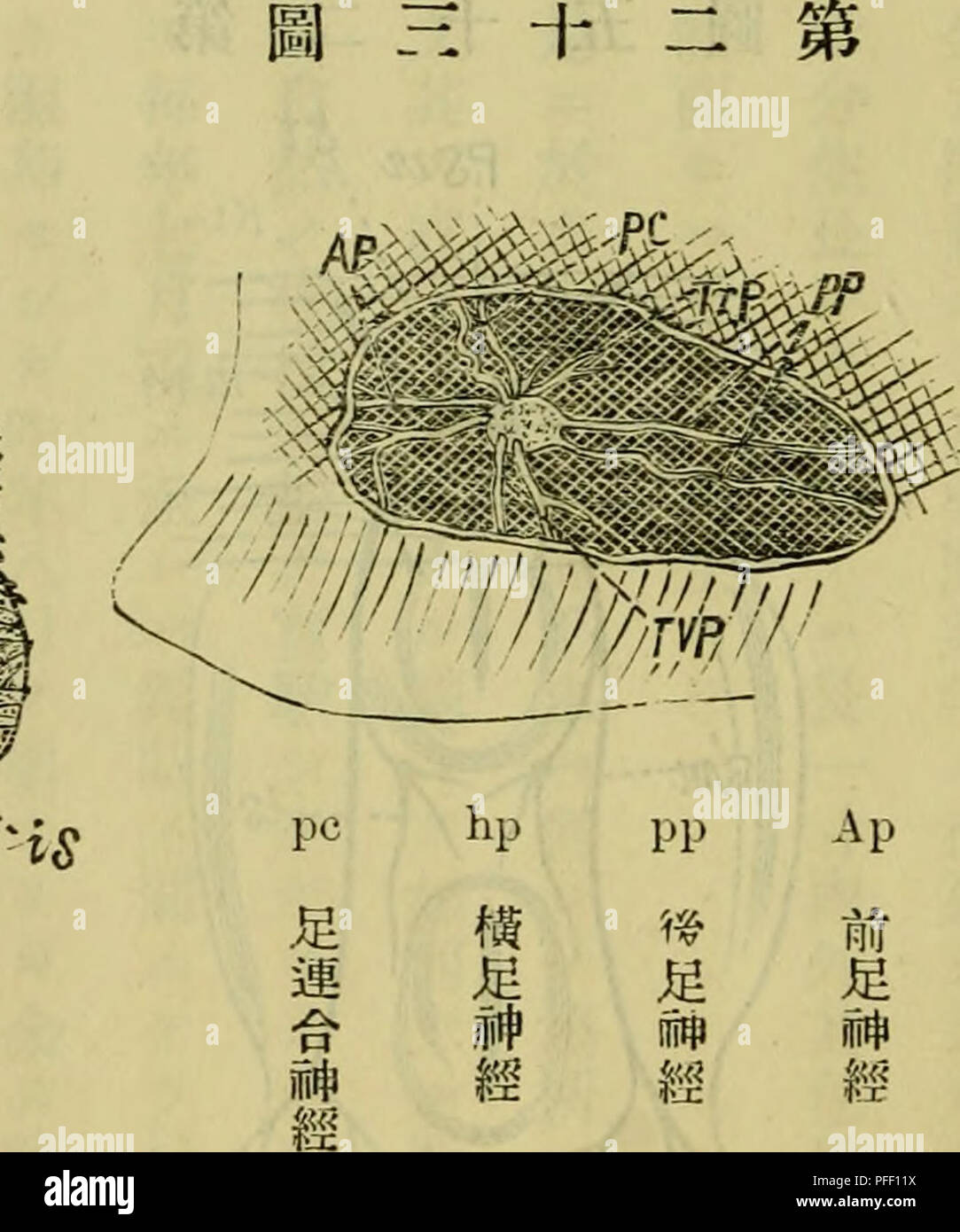 This zoological journal contains studies on animal behavior, anatomy ...