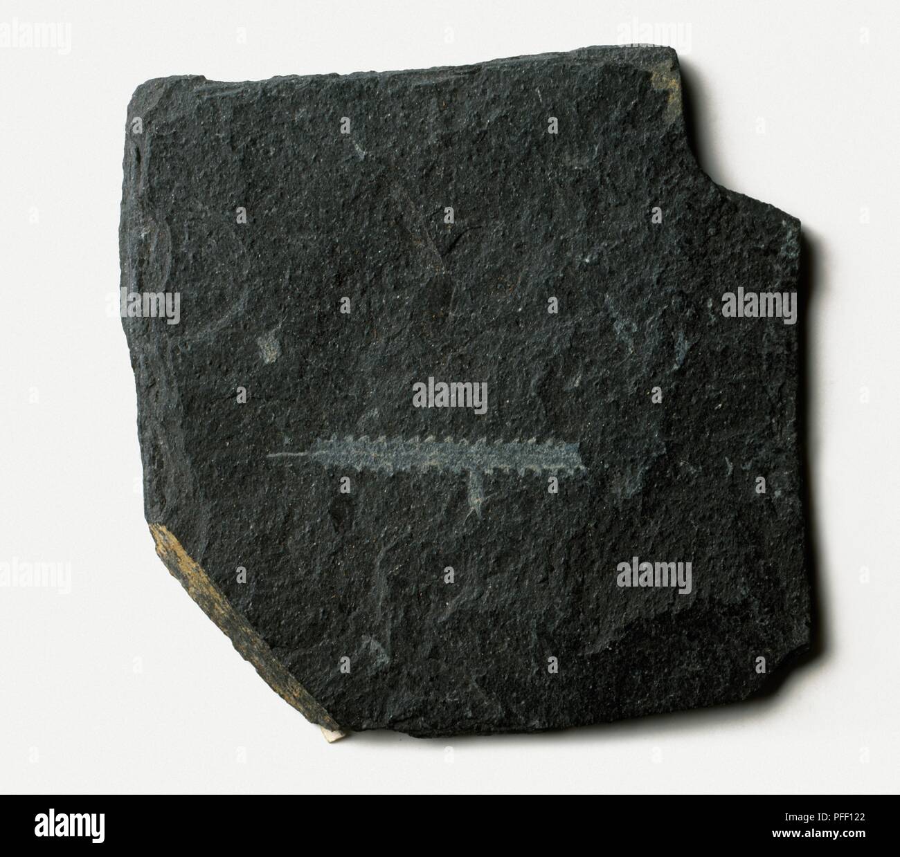 Orthograptus hi-res stock photography and images - Alamy