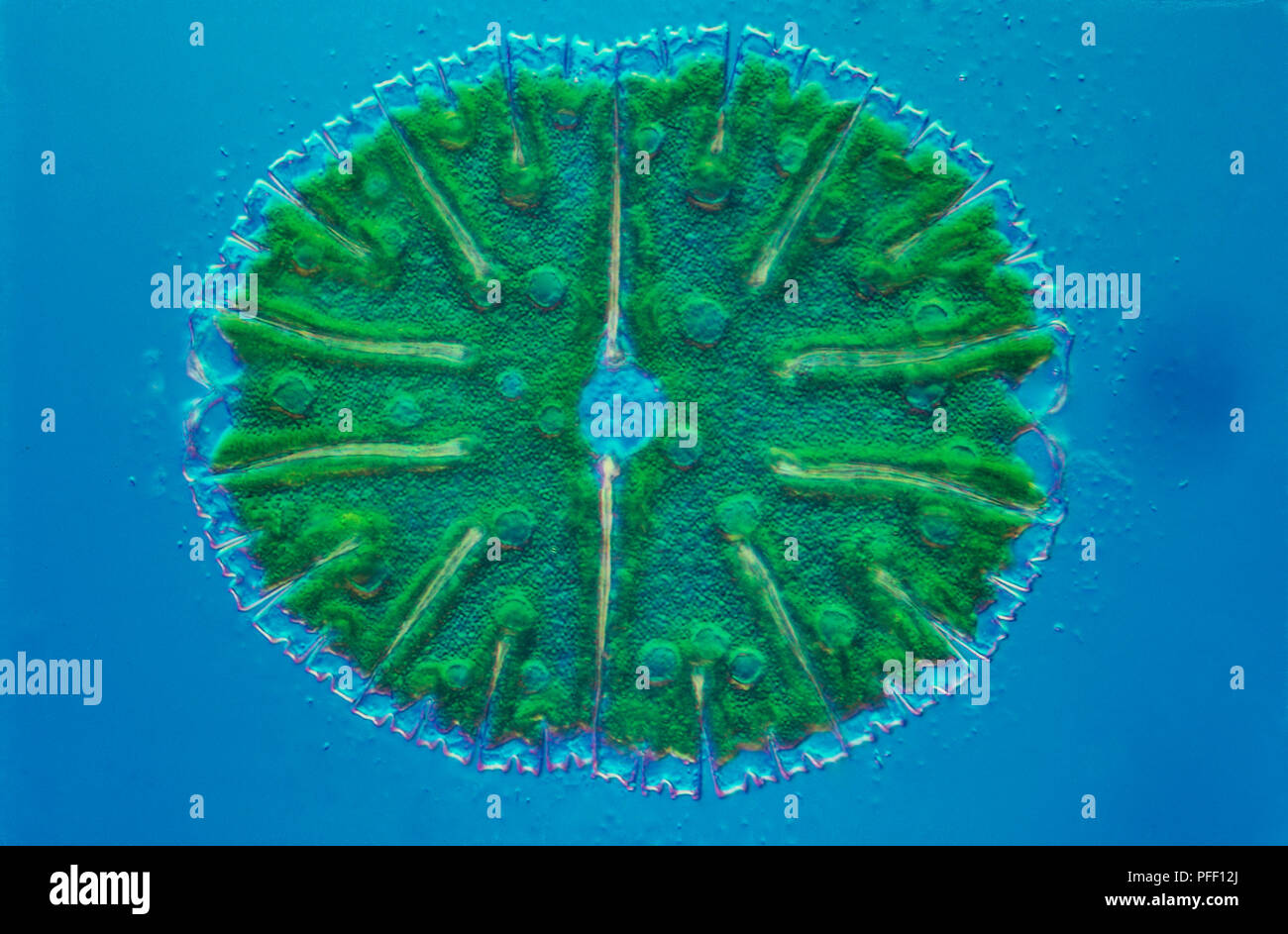 Green algae micrograph hi-res stock photography and images - Alamy
