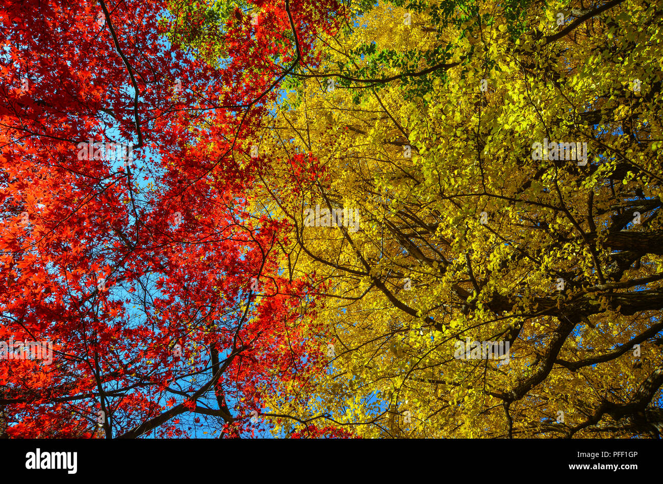 Maple trees with colorful leaves at autumn garden in Tokyo, Japan Stock ...
