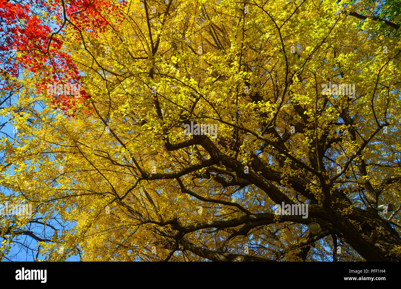 Maple trees with colorful leaves at autumn garden in Tokyo, Japan Stock Photo - Alamy