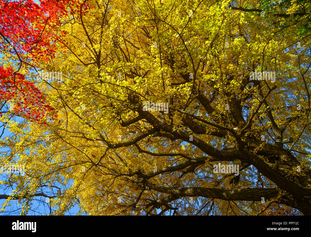 Maple trees with colorful leaves at autumn garden in Tokyo, Japan Stock ...