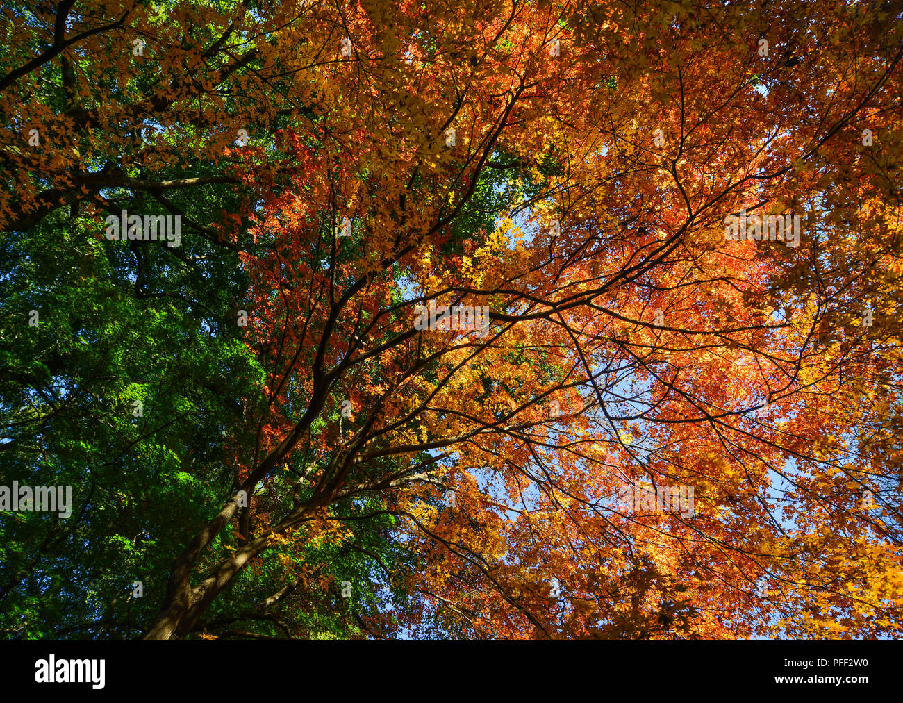Maple trees with colorful leaves at autumn garden in Tokyo, Japan Stock ...