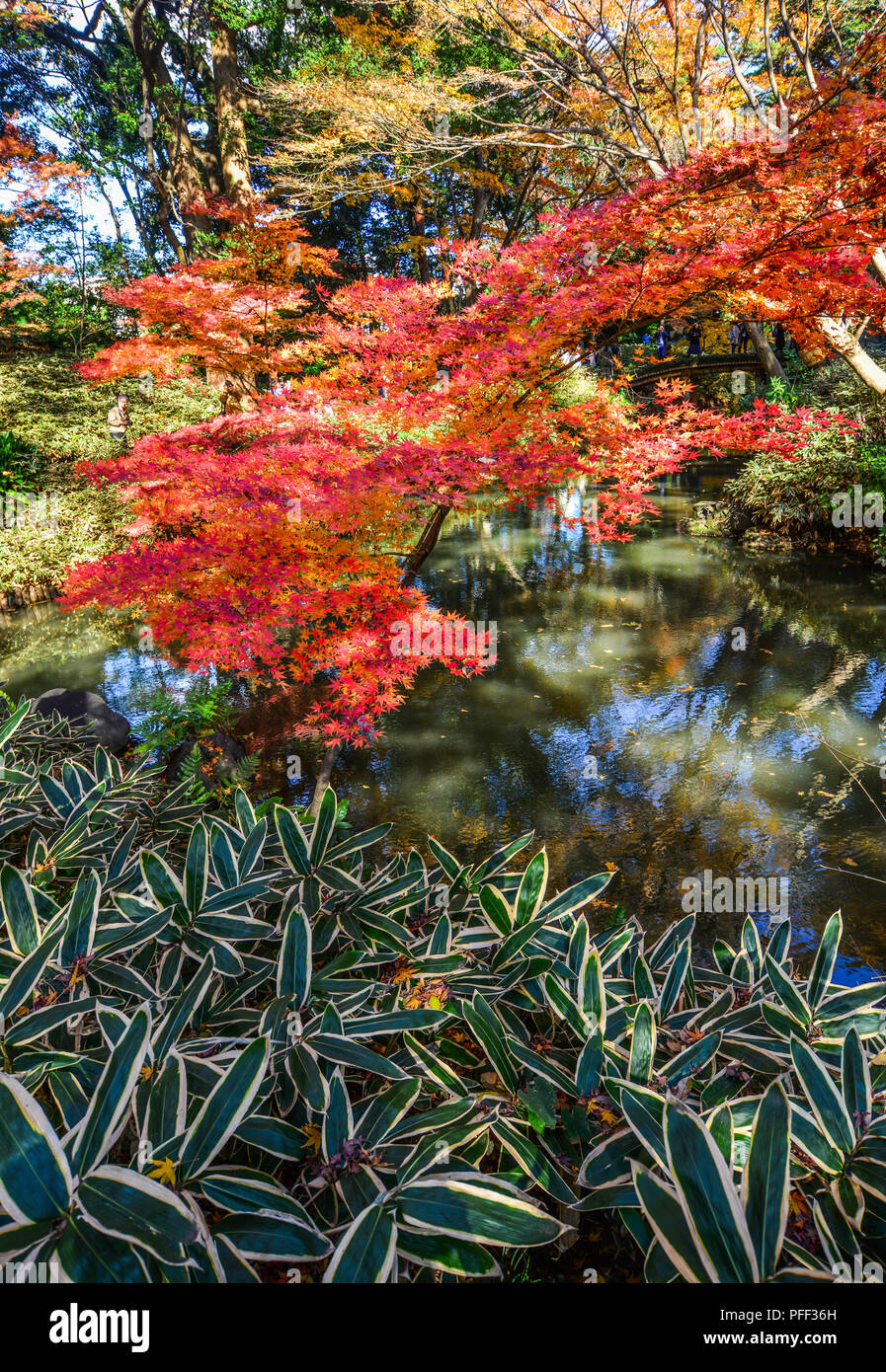 Maple trees with colorful leaves at autumn garden in Tokyo, Japan Stock ...