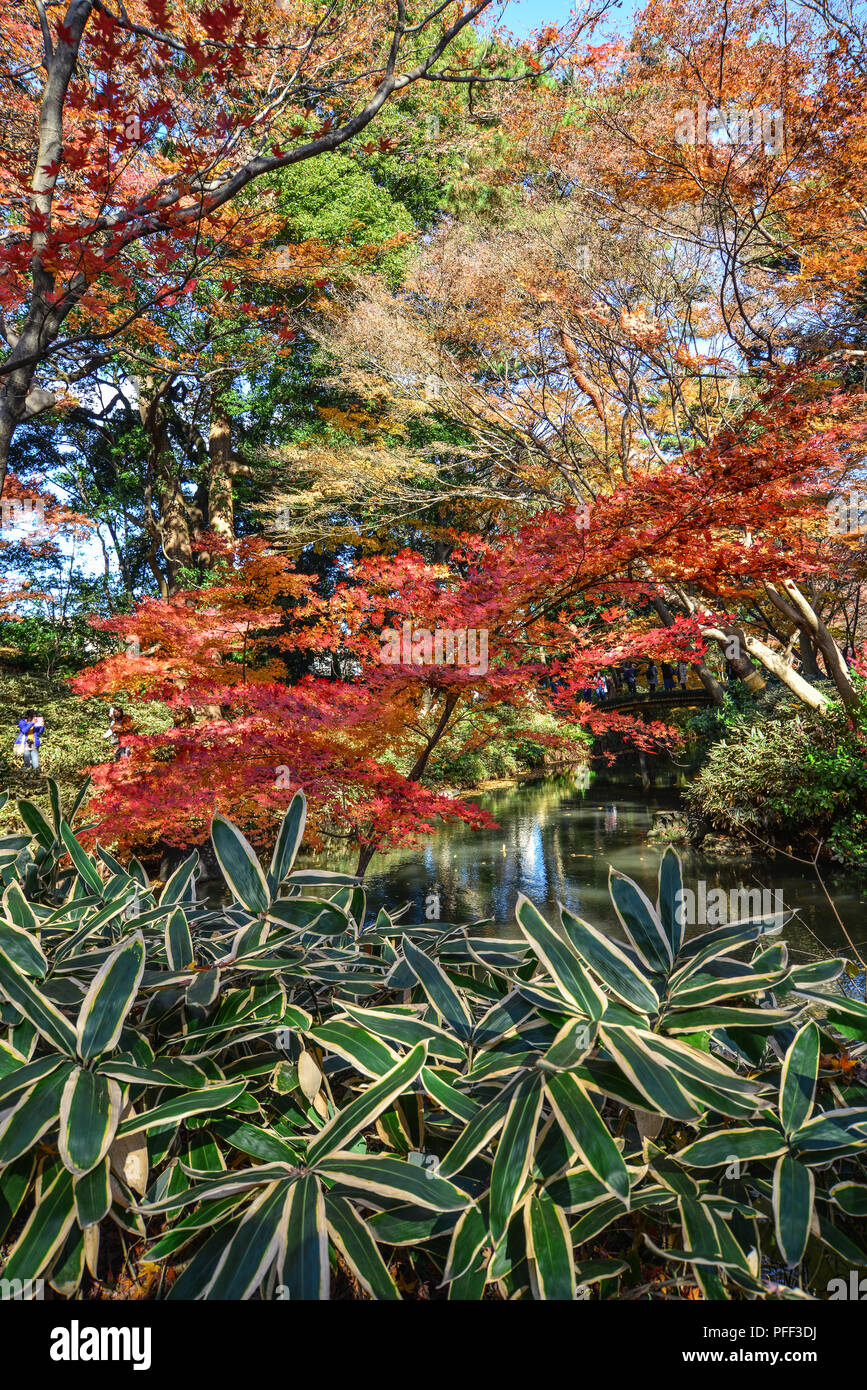 Maple trees with colorful leaves at autumn garden in Tokyo, Japan Stock ...