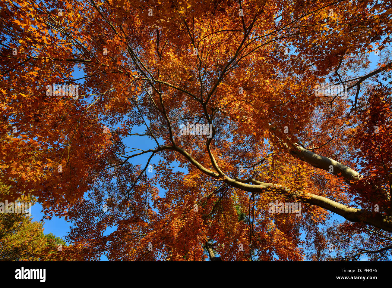 Maple trees with colorful leaves at autumn garden in Tokyo, Japan Stock ...