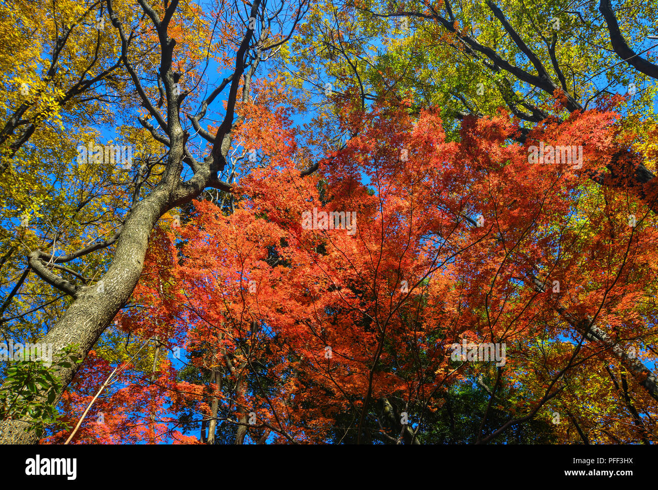 Maple trees with colorful leaves at autumn garden in Tokyo, Japan Stock ...