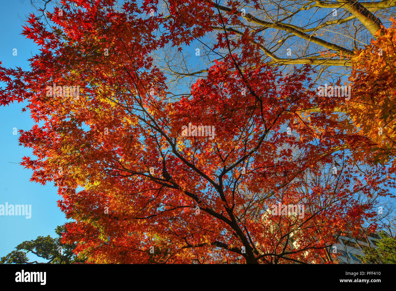 Maple trees with colorful leaves at autumn garden in Tokyo, Japan Stock ...