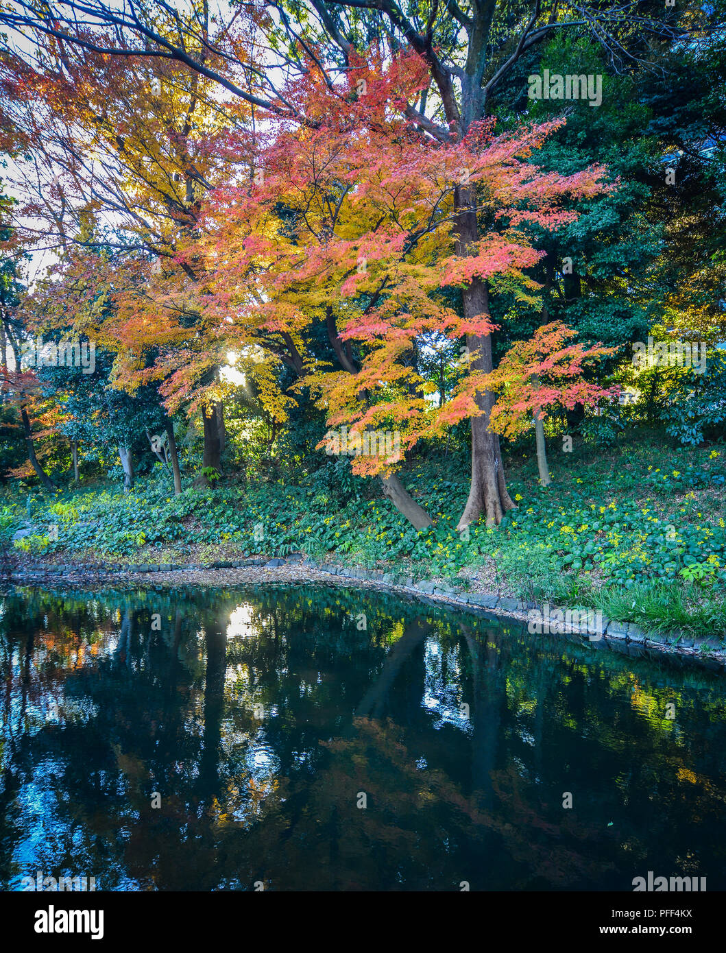Maple trees with colorful leaves at autumn garden in Tokyo, Japan Stock ...