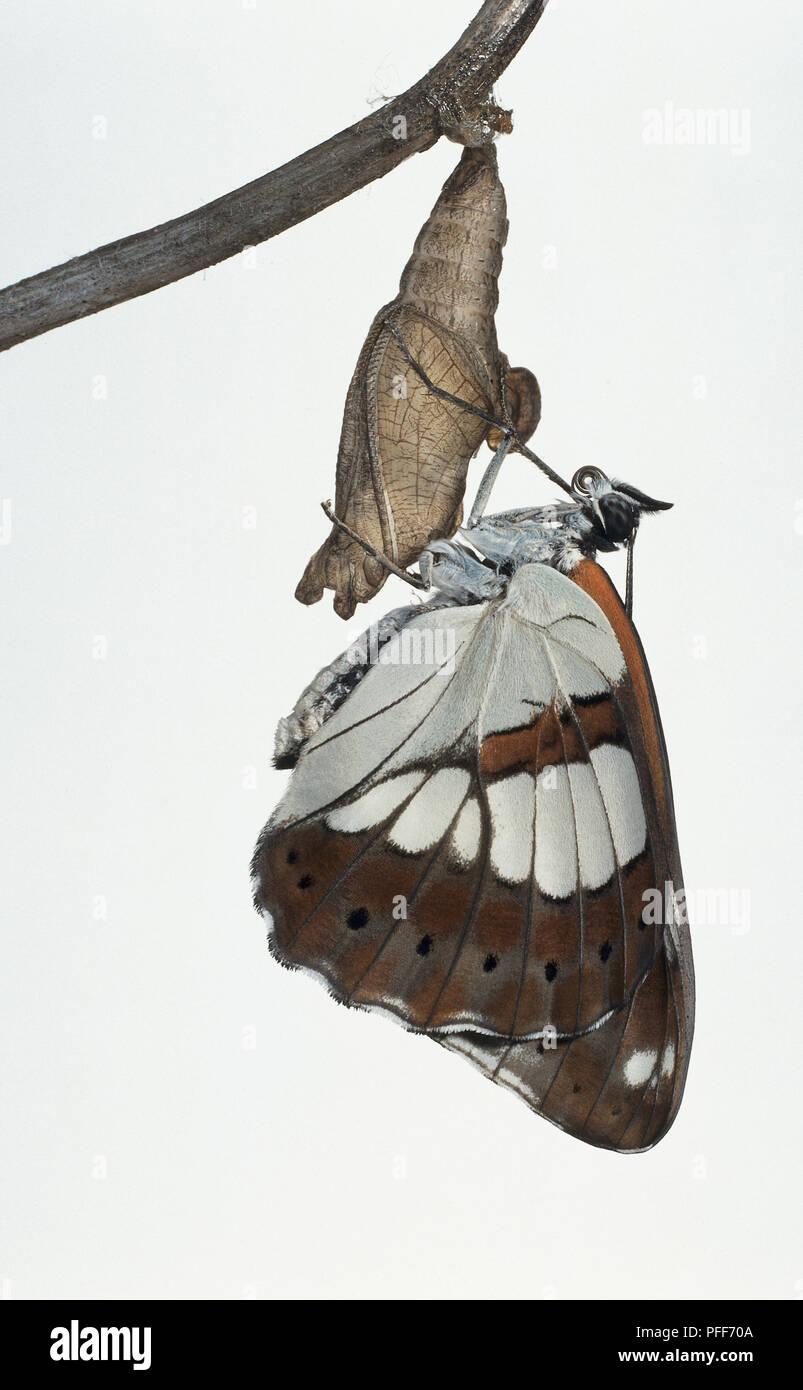 Adult stage of butterfly hi-res stock photography and images - Alamy