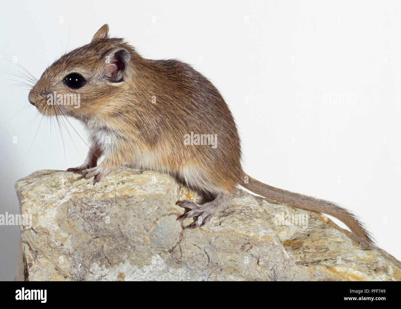 Mongolian Gerbil, large eyes, large back feet, pale fur for desert ...
