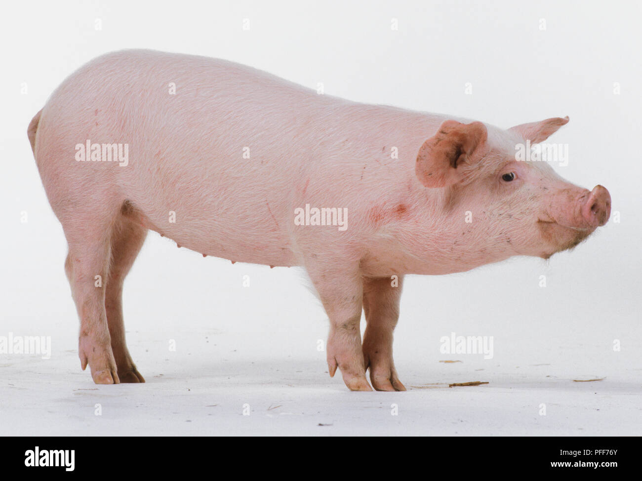 Side view of six-month-old Pink Piglet Stock Photo - Alamy