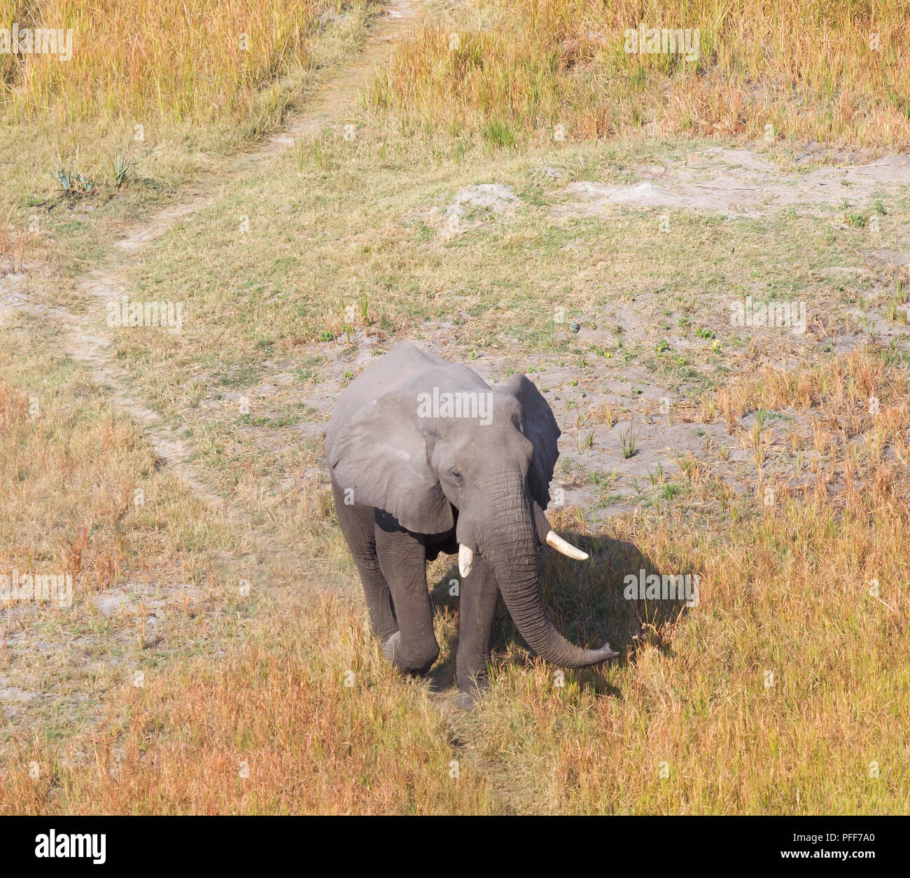 Aerial view elephant in wild hi-res stock photography and images - Alamy