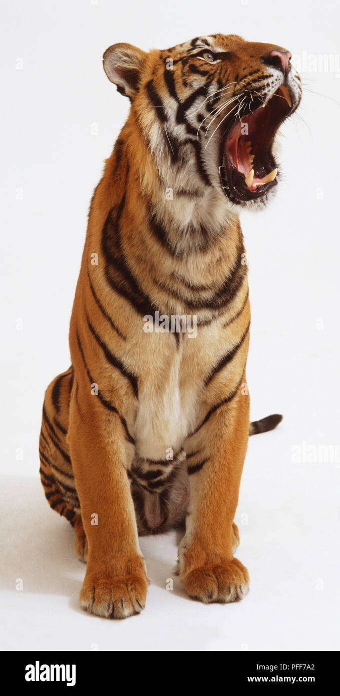Tiger sitting on hind legs with mouth open wide roaring Stock Photo - Alamy