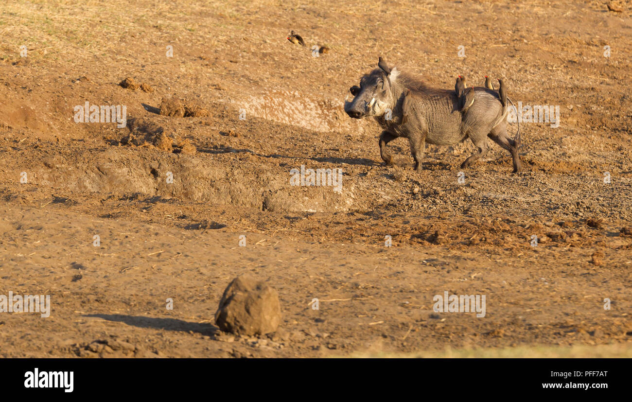 Eight oxpeckers sitting on a warthog, Namibia (Bwabwata National Park ...