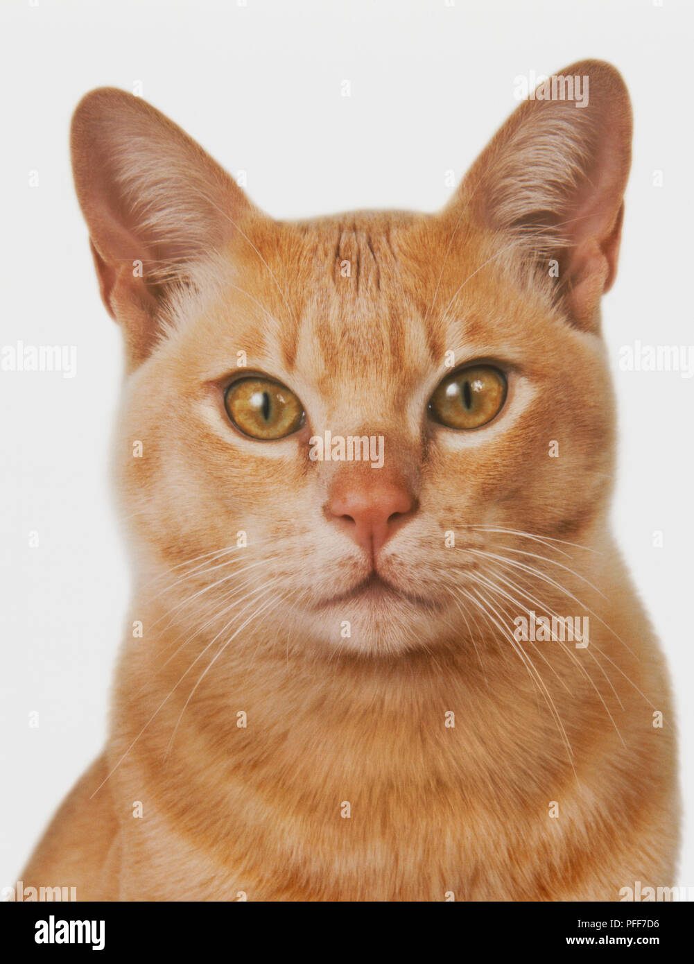 Head Facing Forward High Resolution Stock Photography and Images - Alamy