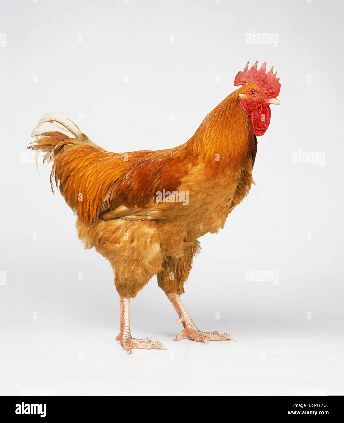 Rooster standing, side view Stock Photo - Alamy