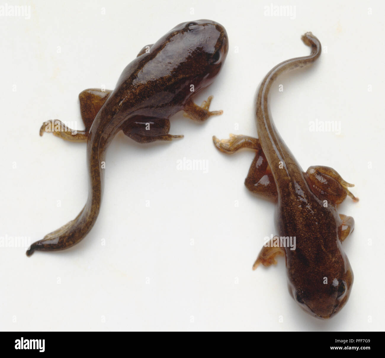 Above view mature tadpoles with formed limbs and long tails Stock Photo ...