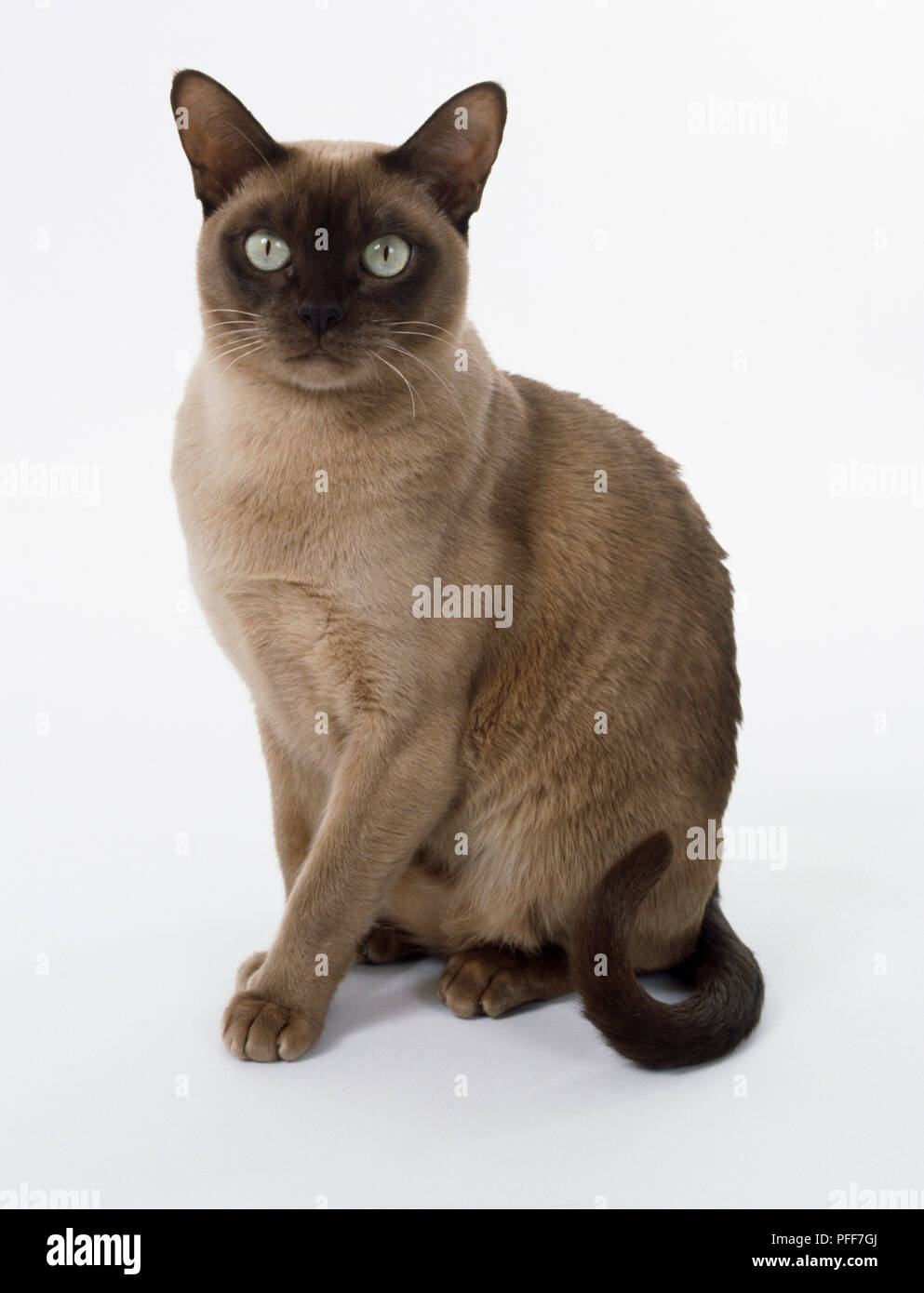 Chocolate Burmese cat with dark mask and rounded chest, sitting Stock ...