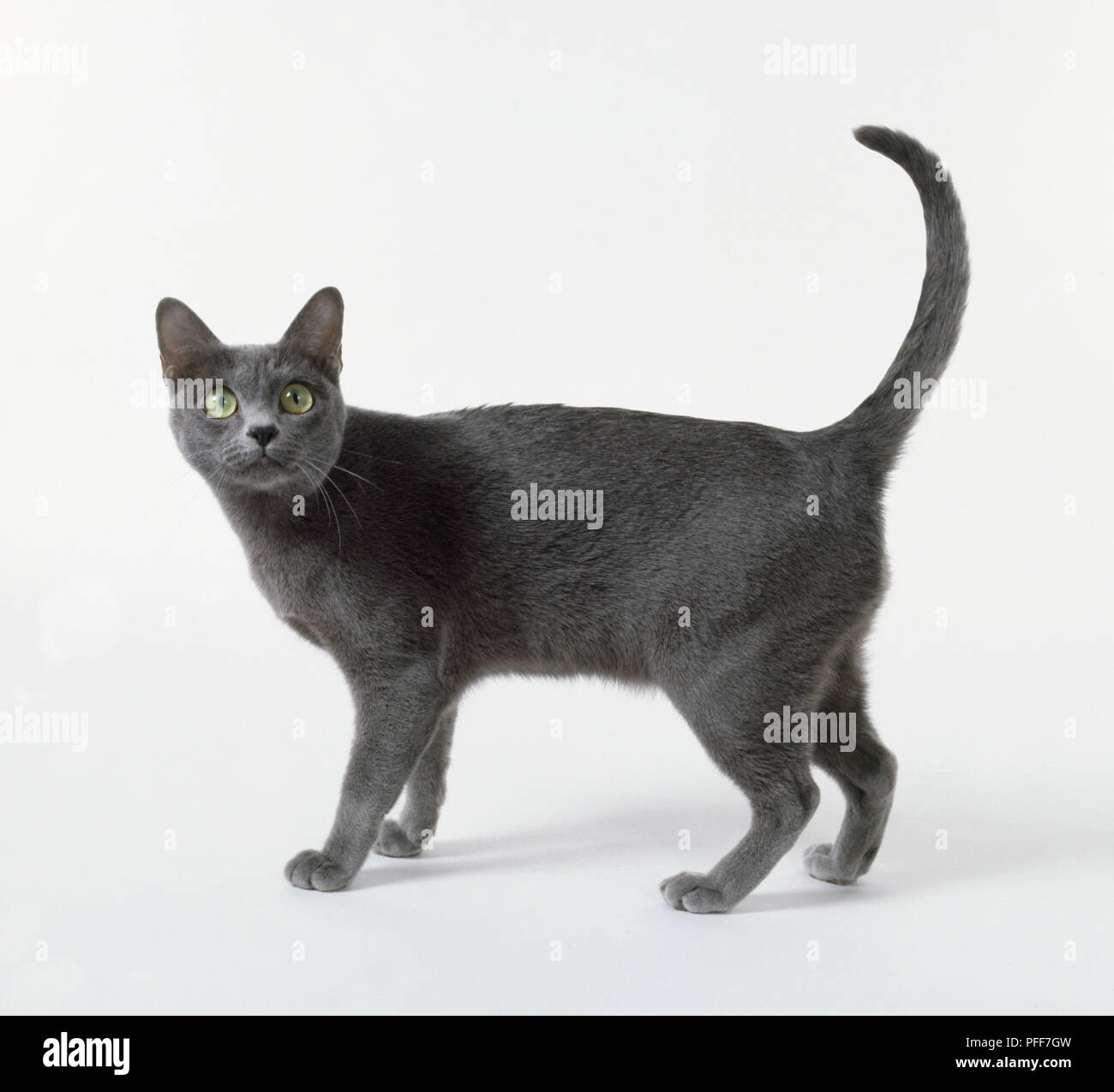 Blue Korat cat with heart-shaped face and luminous green eyes, standing ...