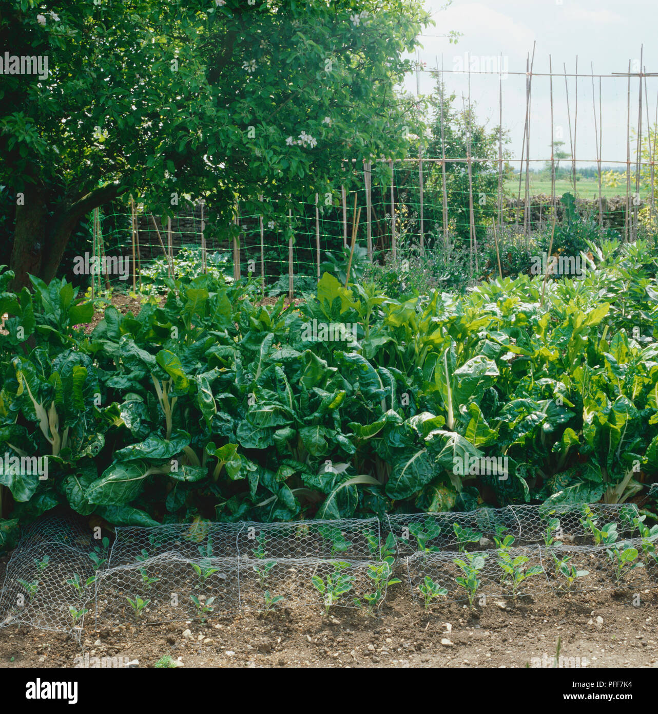 Protecting garden vegetables hi-res stock photography and images - Alamy