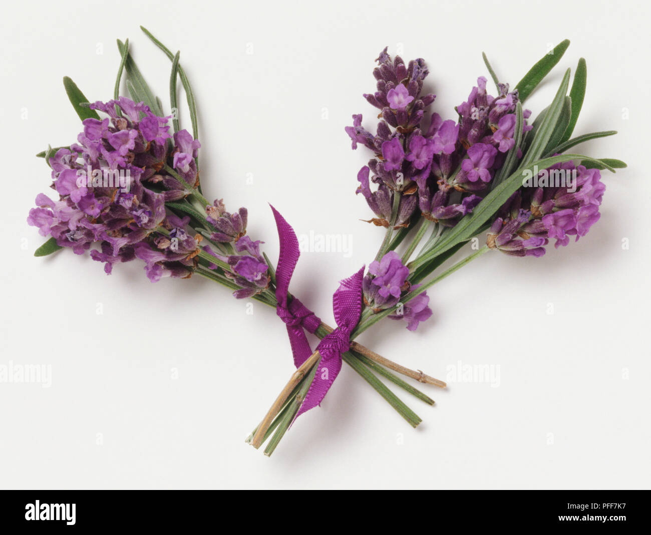 Lavender ribbon hi-res stock photography and images - Alamy