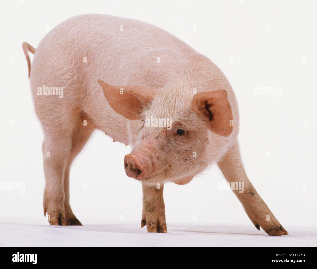 Piglet, aged 6 weeks, pink skin with fine white hairs, large ears, long ...