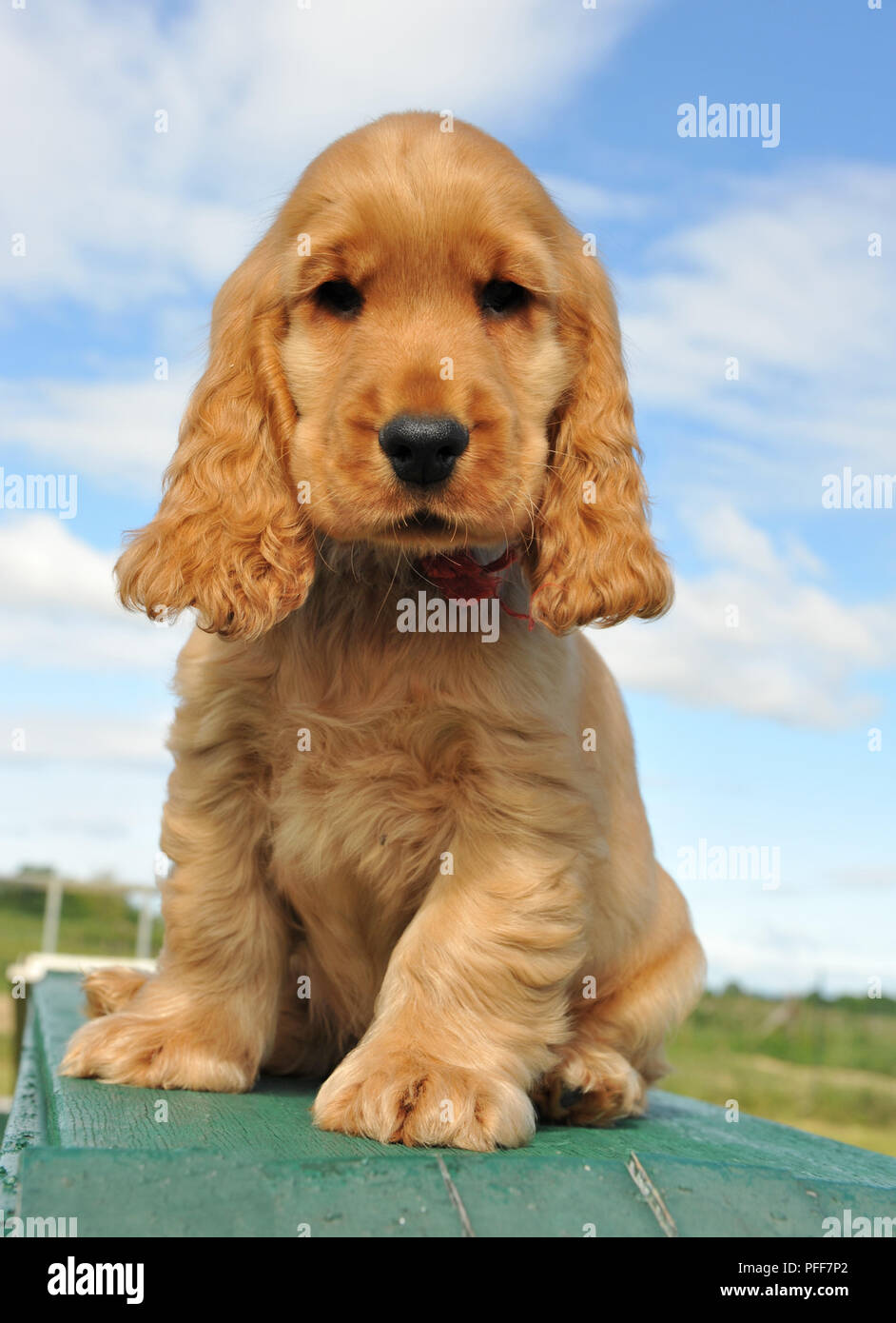puppy cocker spaniel sitting on a chair Stock Photo - Alamy