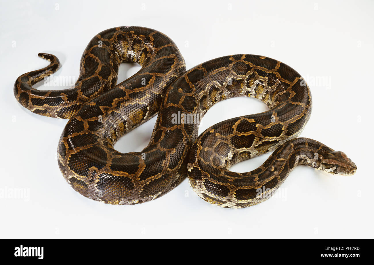 Spotted Python, Antaresia maculosa, winding in motion, view form above ...