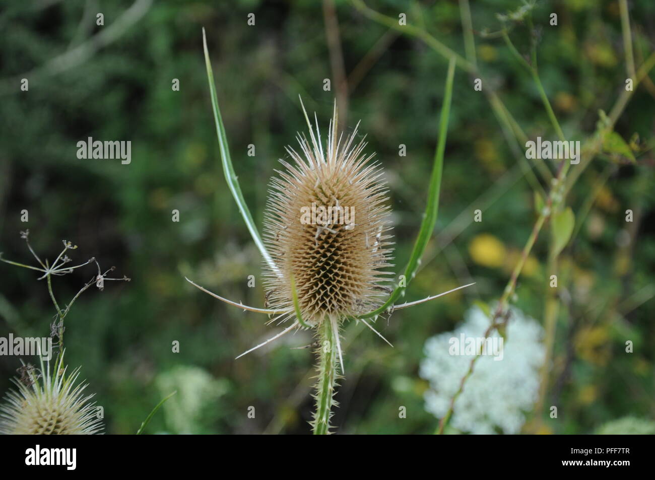 Spiky flower hi-res stock photography and images - Alamy