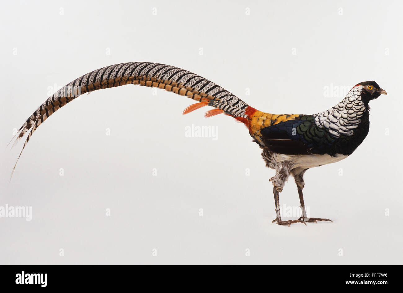 Pheasant, side view Stock Photo - Alamy