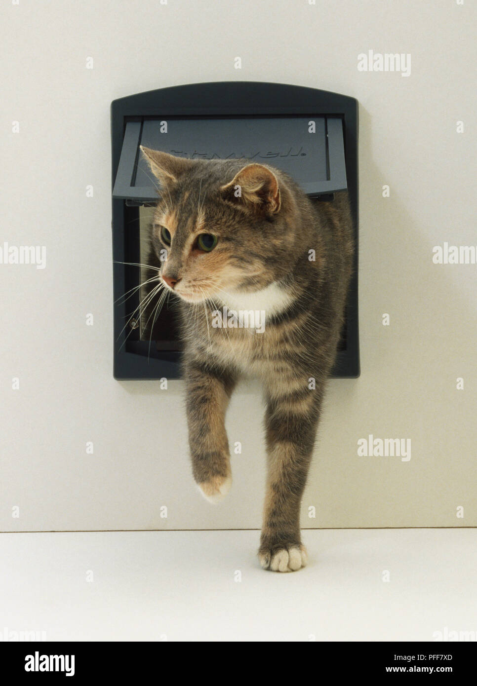Cat through cat door hi-res stock photography and images - Alamy
