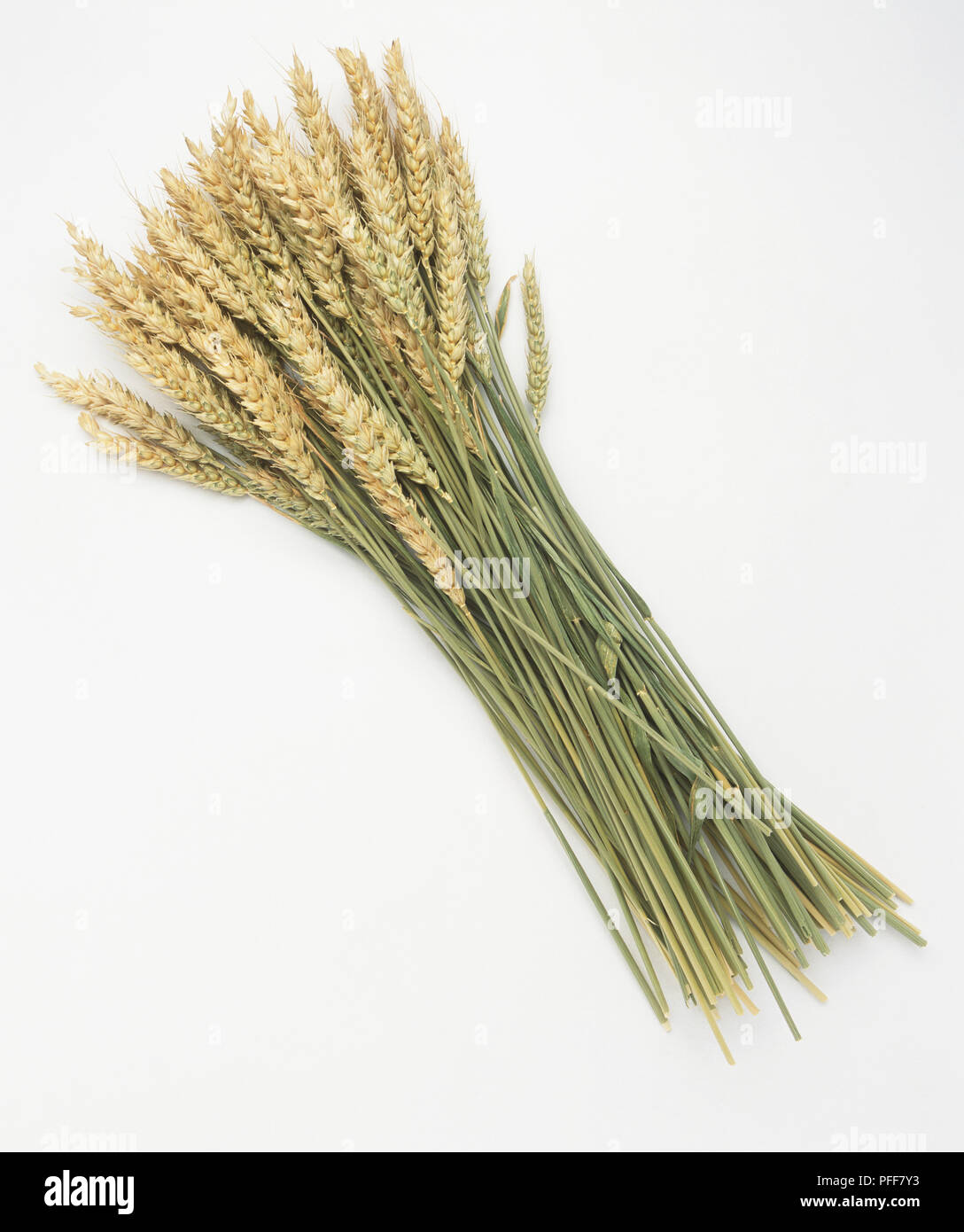 Sheave of wheat, front view Stock Photo - Alamy
