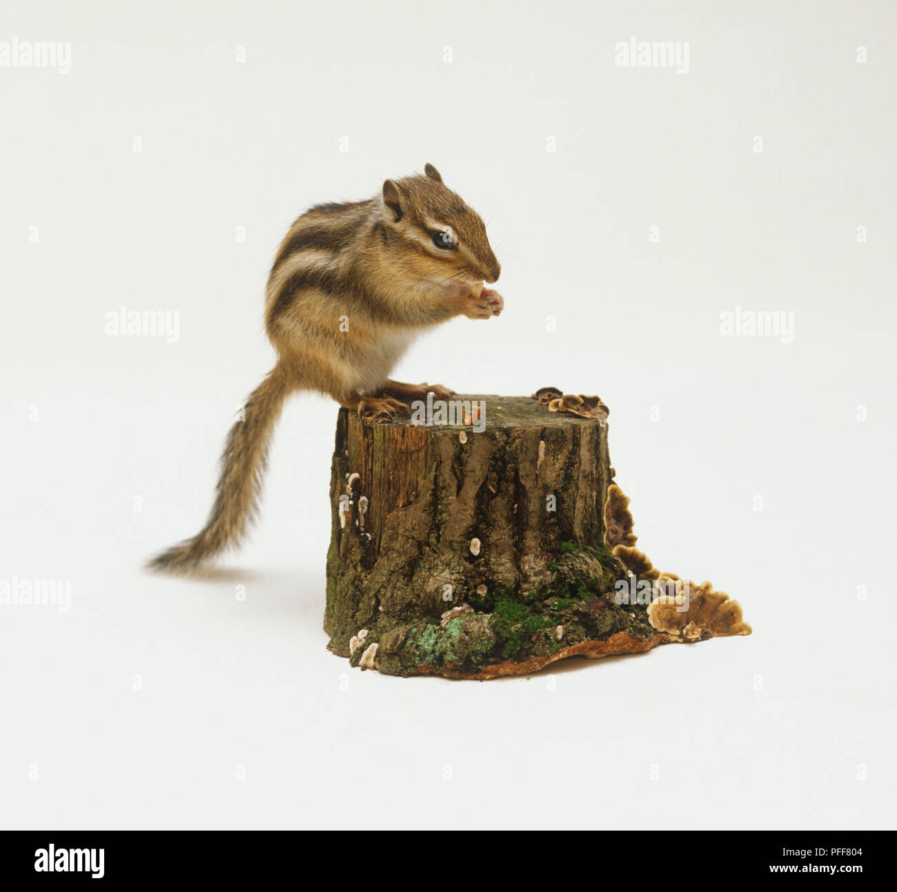 Side profile of chipmunk hi-res stock photography and images - Alamy