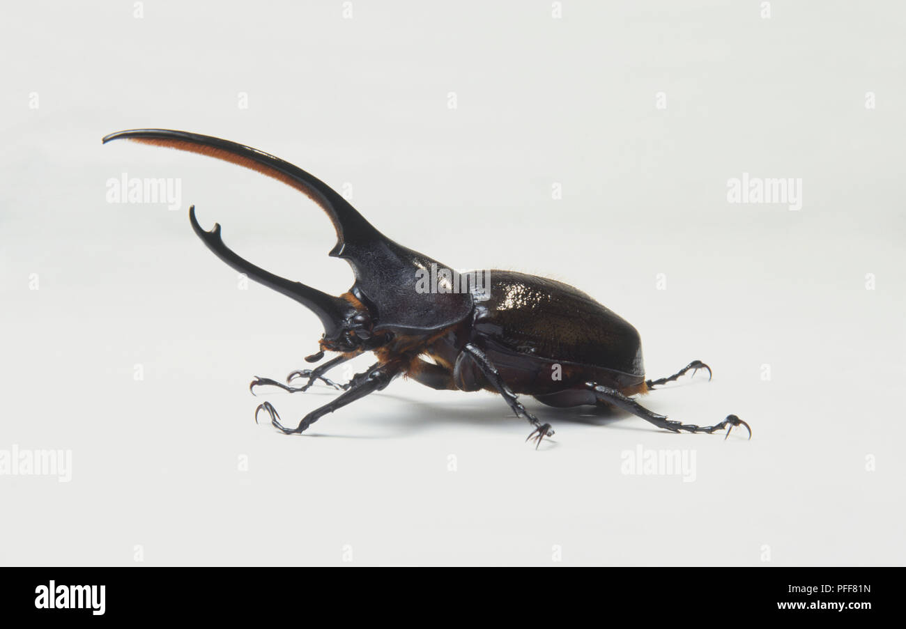 Horned Black Beetle, large mandibles white background Stock Photo - Alamy