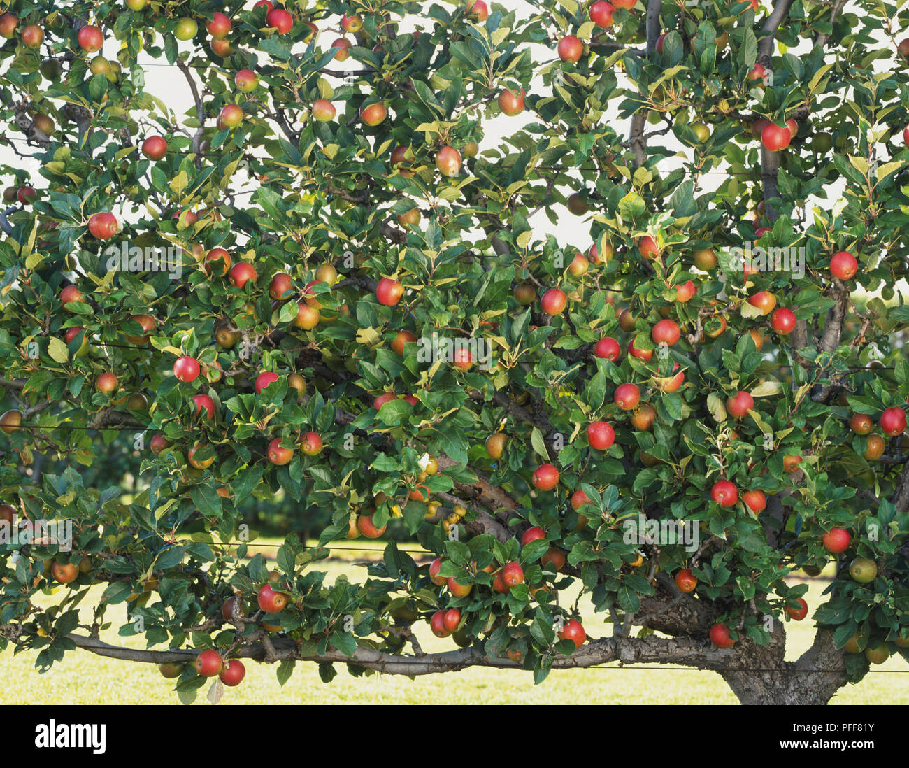 Malus sp., fruit growing on Apple tree Stock Photo - Alamy