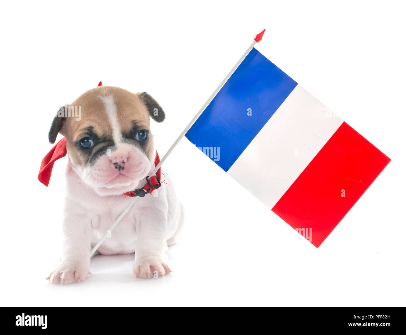Bulldog french flag hi-res stock photography and images - Alamy