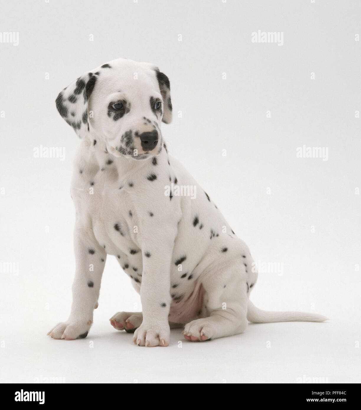Dog sitting on hind legs hi-res stock photography and images - Alamy